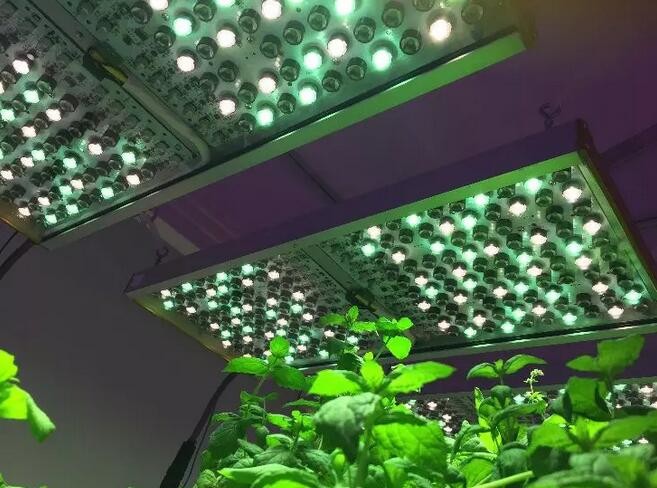 How Wavelength Determines Photosynthesis Efficiency(Plant Growth LED ...